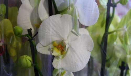 Белая орхидея Фаленопсис крупноцветковая 964027