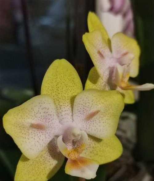 Орхидея фаленопсис бабочка Грин Бэтмен
