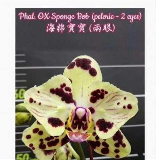 Орхидея фаленопсис Sponge Bob