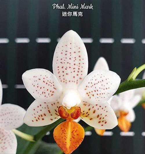 Phal. Mini Mark