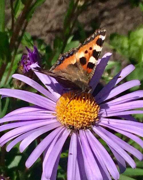 Ромашка сиреневая (многолетка)