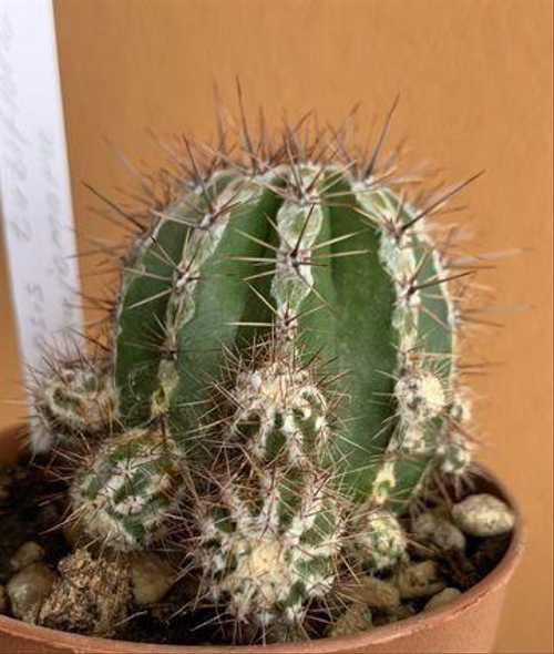 Echinopsis CV. Hakuyo