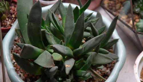 Gasteria pseudonigricans Гастерия псевдочёрная