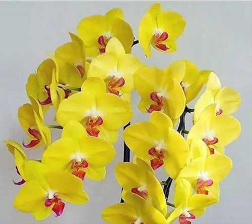 Орхидея Phalaenopsis ‘Fuller’s Sunset’- (детка)