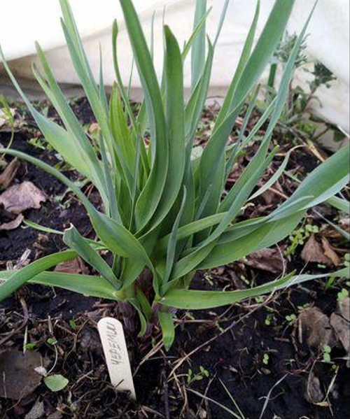 Черемша и лук на посадку