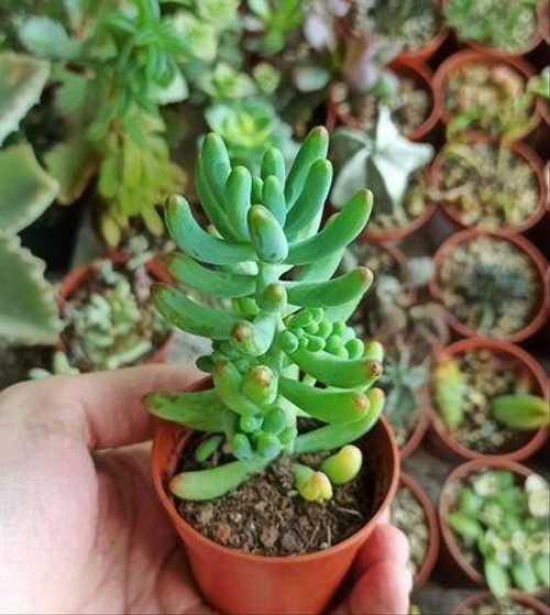 Седум Висньюс (Sedum Visnyus)