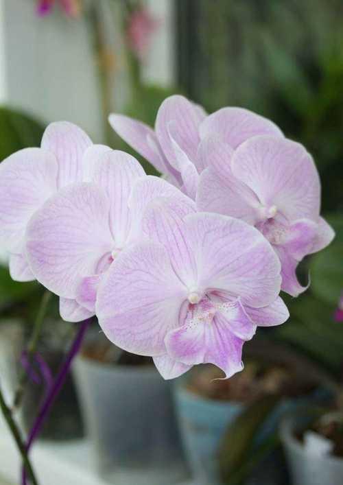 Орхидея Фаленопсис Sweet Talk