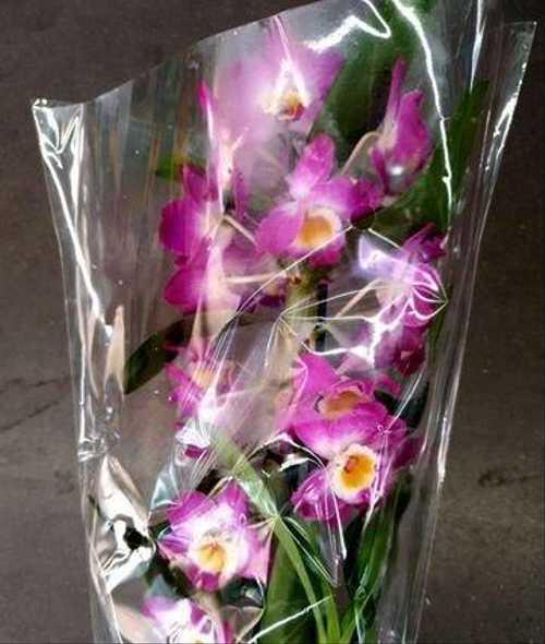 Дендробиум малиновая орхидея 960183