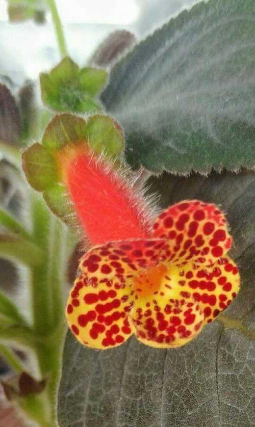 Колерия сортовая