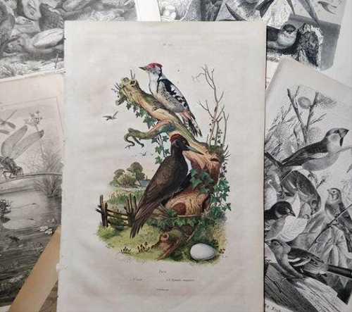 Антикварные французские гравюры Герен Guerin 1836