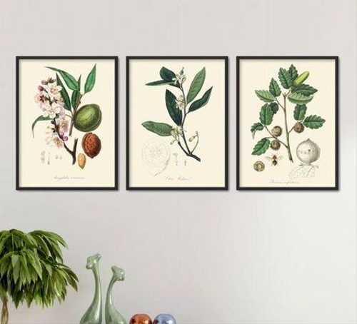Набор интерьерных постеров «Цветы и плоды»