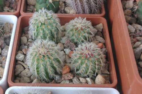 Кактус Echinocereus rigidissimus rubrispinus L088