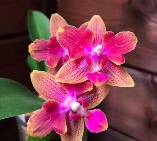 Орхидея фаленопсис В68 miki golden sand 1363 pelor