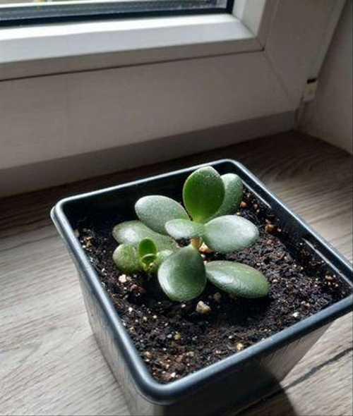 Денежное дерево- Толстянка - crassula