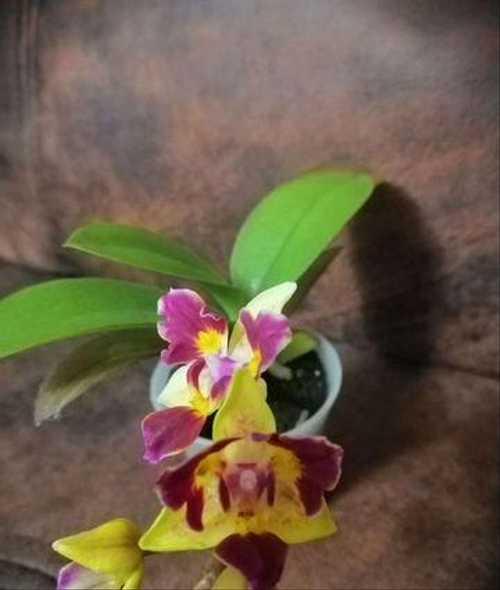 Орхидея Sogo gotris