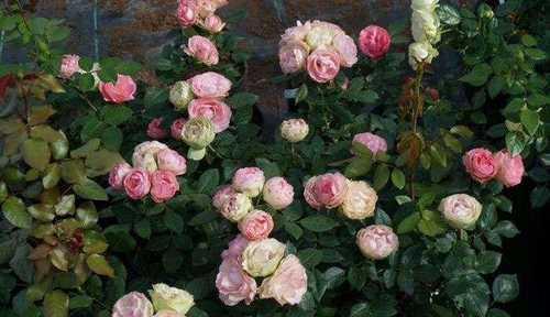 Роза мэджик рококо фото и описание