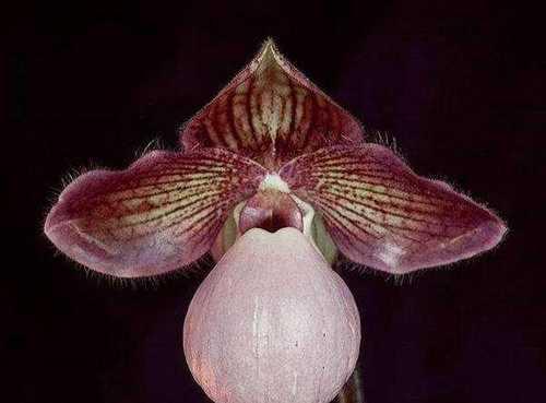 Орхидея Башмачек Paphiopedilum Memoria Conn