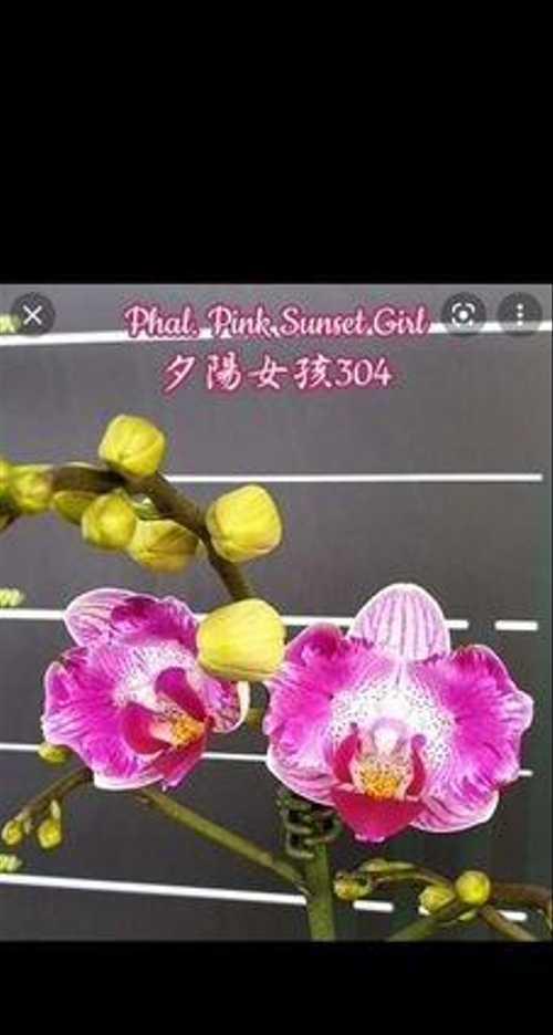 Орхидея бабочка Pink Sunset Girl