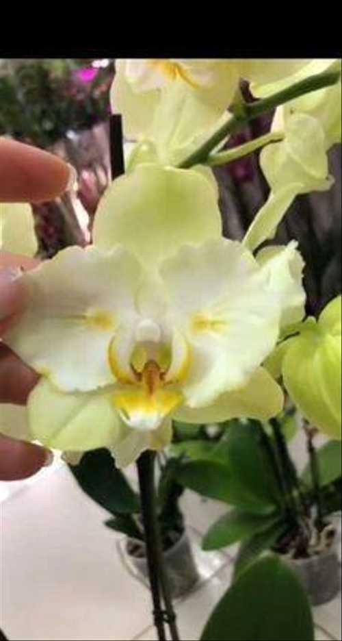 Орхидея фаленопсис бабочка Голден Ягуар