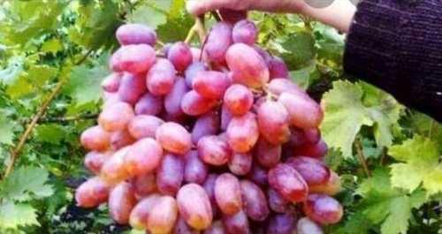 Саженцы винограда Юлиан и другие