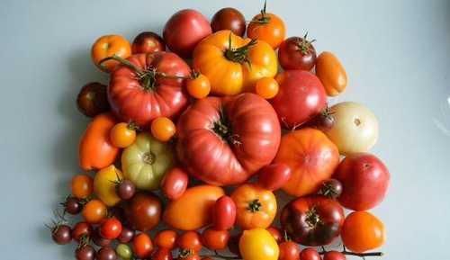 Семена лучших коллекционных сортов помидоров
