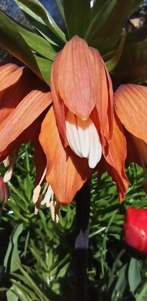 Рябчик Императорский