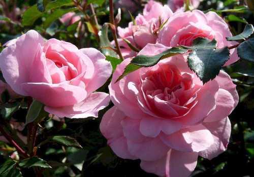 Роза почвопокровная боника фото и описание