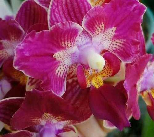 Орхидеи сортовые не цветущие