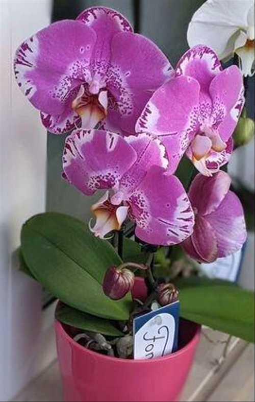 Орхидея каскад Викторио