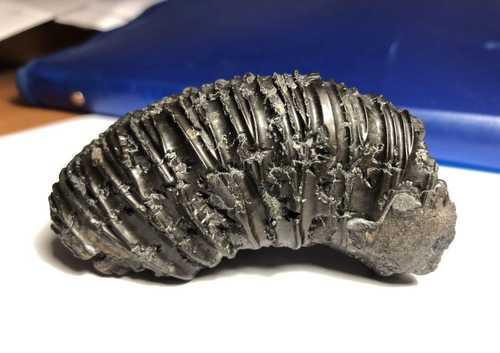 Окаменелости