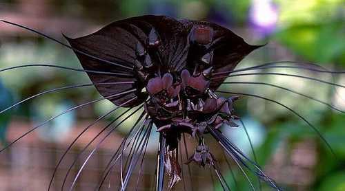 Такка Шантрье (лат. Tacca chantrieri)