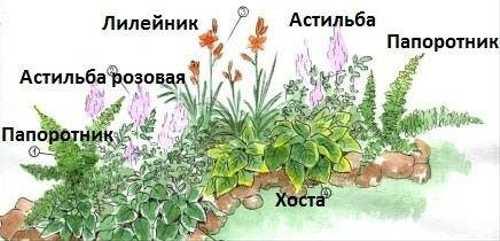 Схема клумбы с хостами