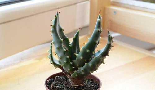 Aloe Aculeata (Алоэ) (SCT27853)