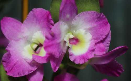 Цветущая орхидея дендробиум нобиле