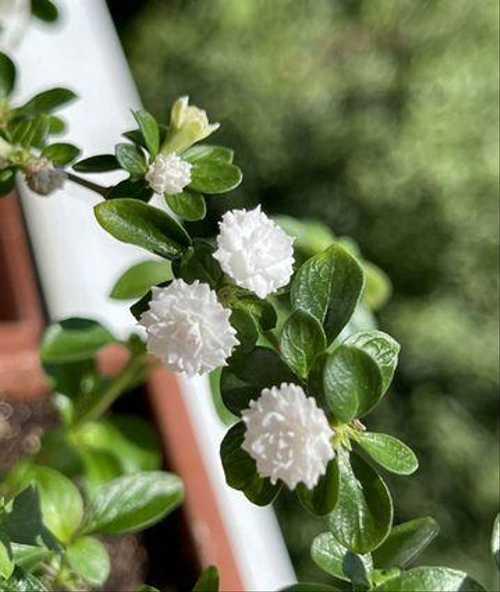 Serissa foetida Flore Pleno Show Rose “double”