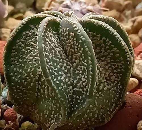 Сеянцы кактусов - Astrophytum и Notocactus