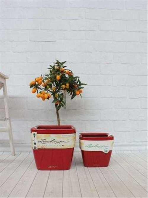 Кашпо для цветов red color