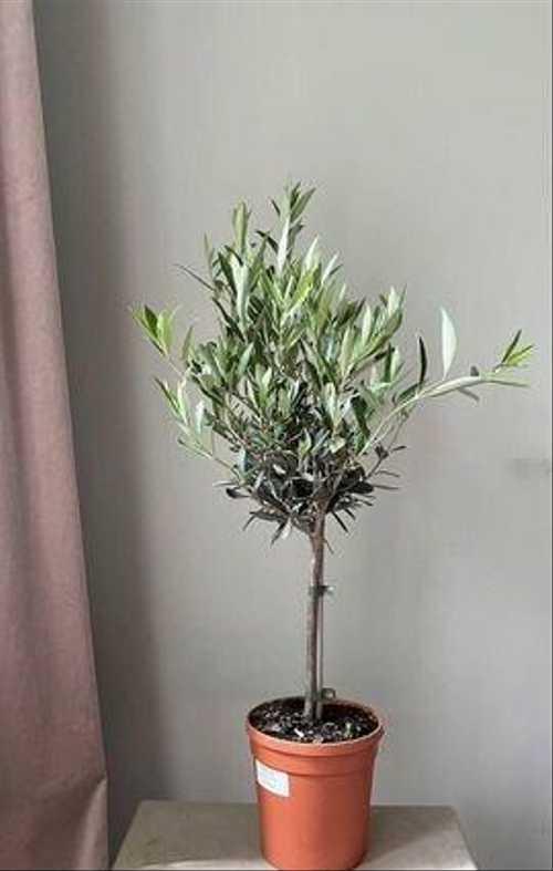 Оливковое деревце в наличии Н60 см