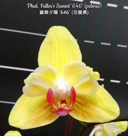 Орхидея фаленопсис Phal. Fuller's Sunset '646' (pe
