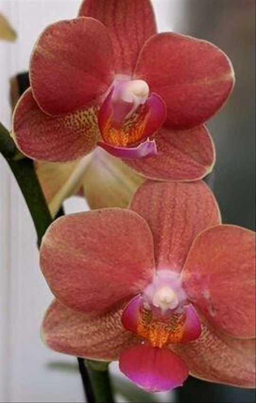 Орхидея мультифлора Арома