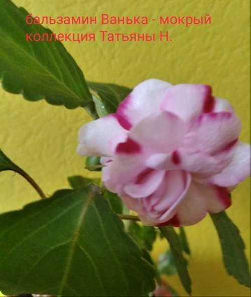 Бальзамин Ванька - мокрый