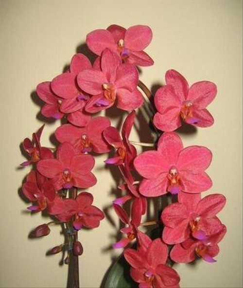 Орхидея фаленопсис самый алый