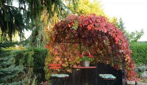 Виноград девичий - архитектор вашего сада