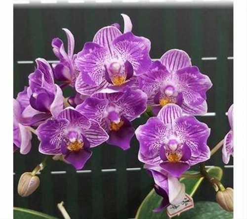 Орхидея Phal. Sogo Vivien 'sogo F858' (variegata &