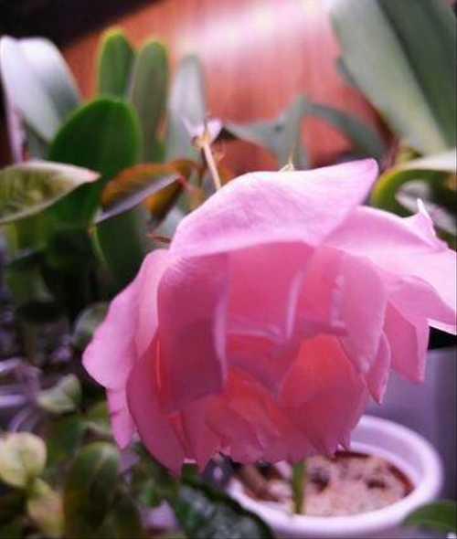 Бенгальская роза