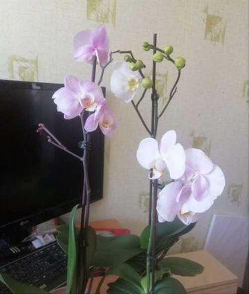 Орхидея фаленопсис белые и сиреневые