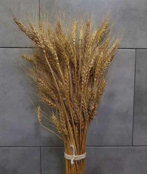 Сухоцветы пшеница, рожь, синеголовник(эрингиум)