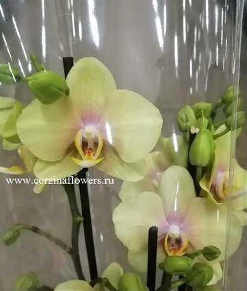 Орхидея Фаленопсис Мальмо
