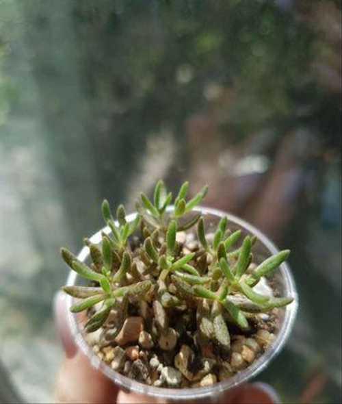 Крассула Crassula разные виды