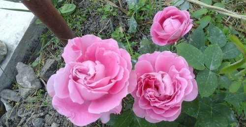 Саженец розы Пьер Де Ронсар
